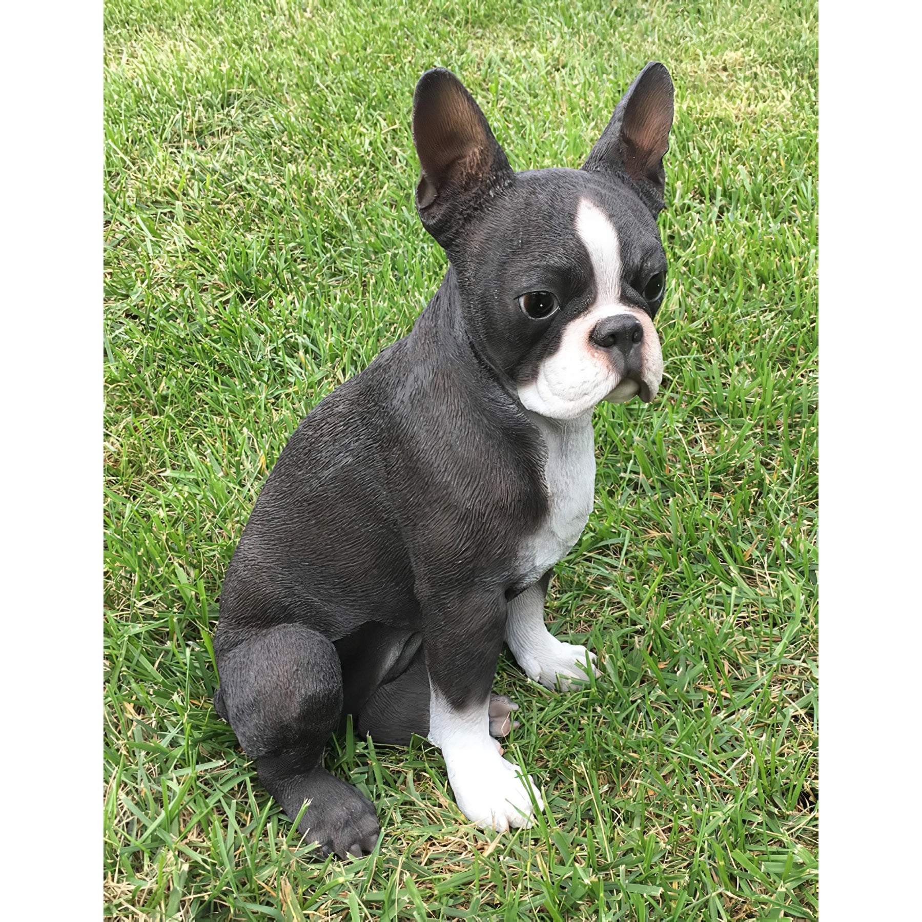 Sitting Black Boston Terrier Statue- 16.25"H — AllSculptures